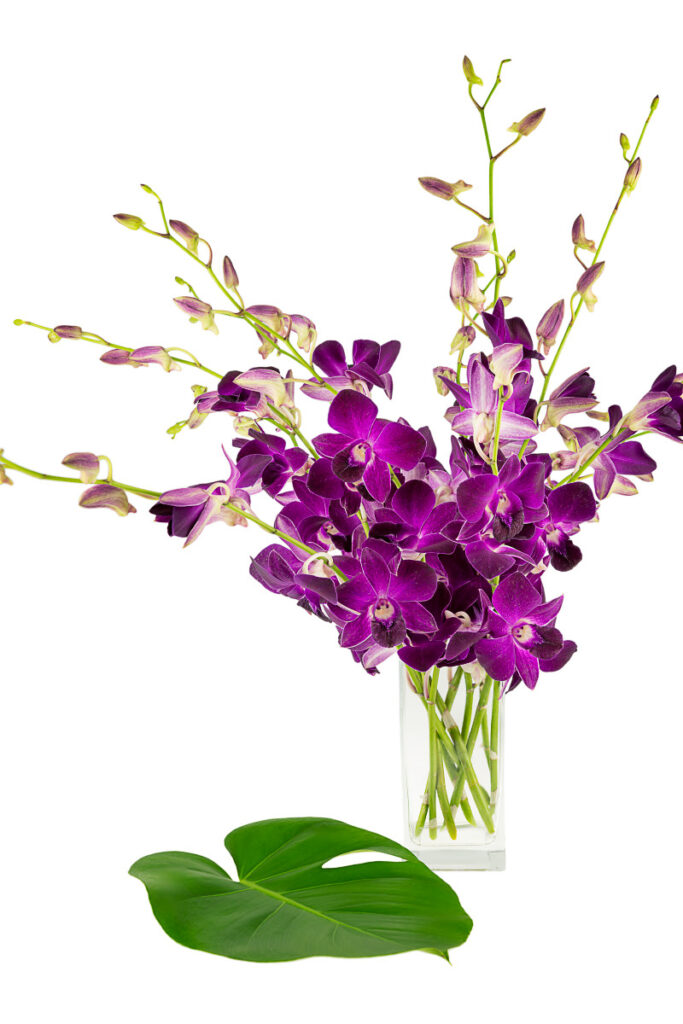 Purple Orchids Flowers | Red Bull Dendrobiums | BuyOrchids